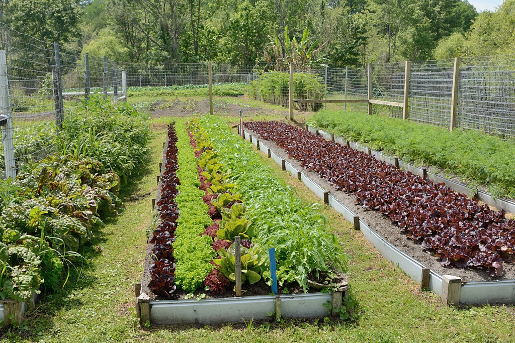 Bleecker Mountain Life: Crones' Cradle Conserve