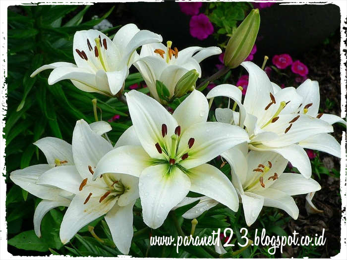 Cara Budidaya Dan Merawat Bunga Lily Serta Jenis-Jenisnya