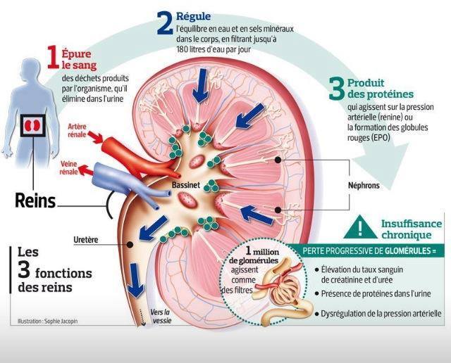 Les trois fonction des reins - Nutrition Astuce