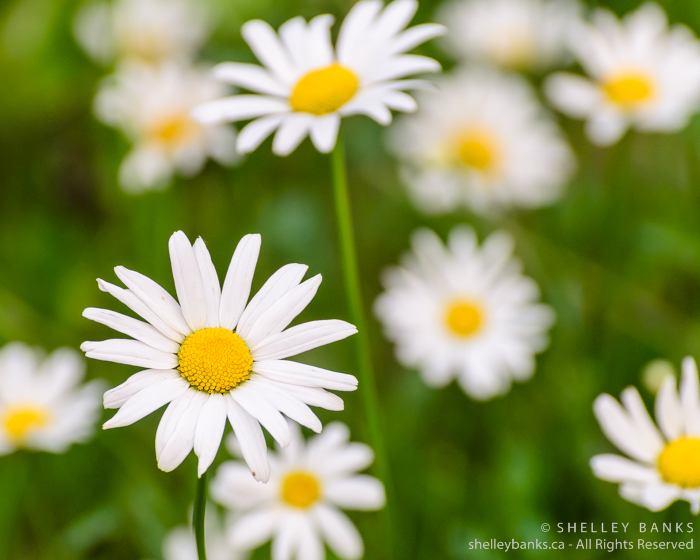 Prairie Wildflowers: Oxeye Daisy: Death trap in a Prairie Meadow