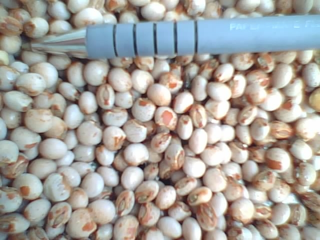 ALIMENTACION PARA POBLACION HAMBRIENTA: GANDUL LEGUMINOSA MILAGROSA