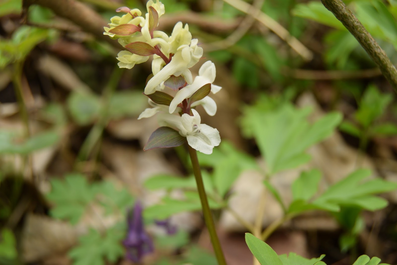 Frumusetile naturii: Brebenel (Corydalis capnoides)