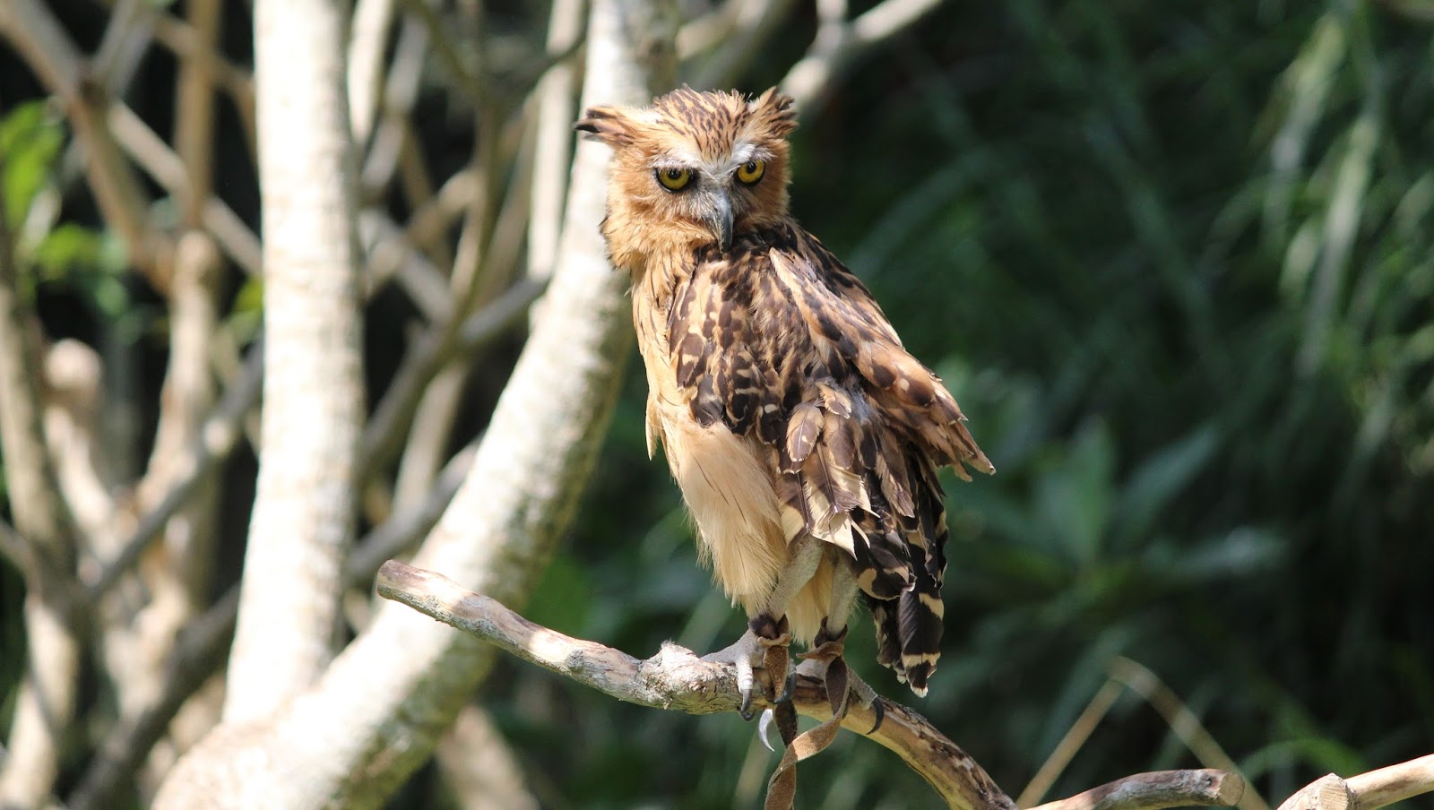 ROCK'S ADVENTURES: INDONESIA - SUMATRAN OWL - 26 SEPTEMBER 2015