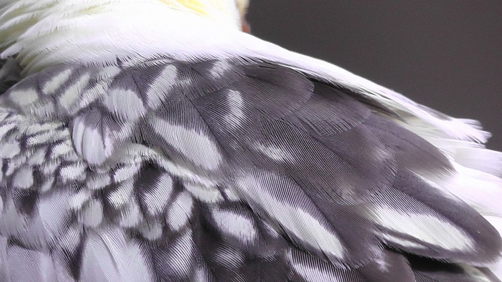 The Nature Geek: Feathers: Form Fits Function