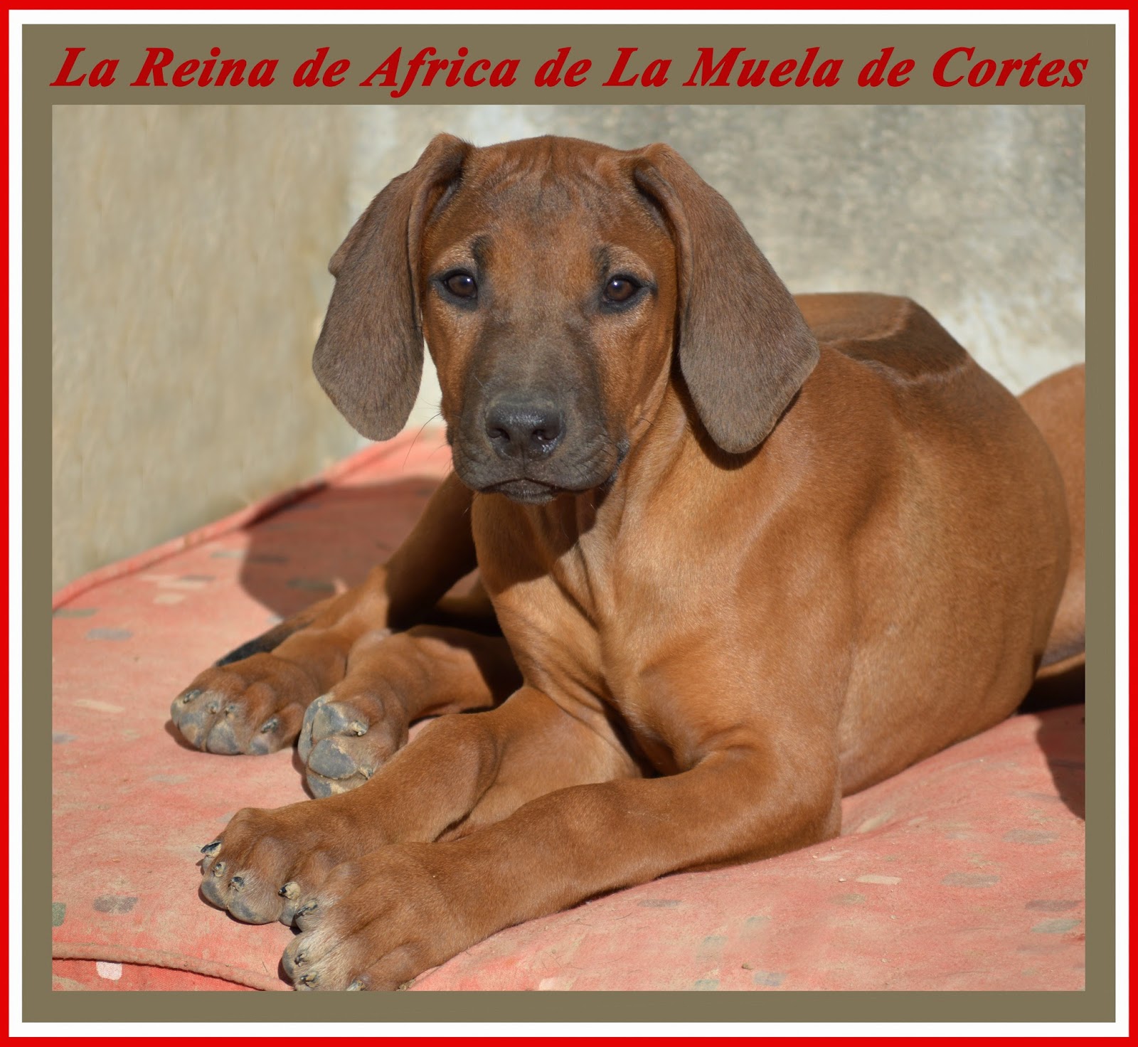 Rhodesian Ridgeback La Muela de Cortes: diciembre 2014