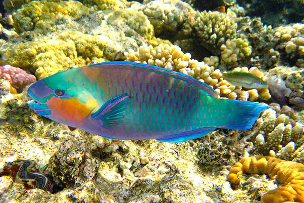 Blog Sigrid: Vissen Rode Zee Taba.