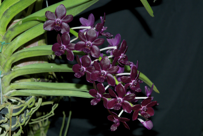 How to Grow Vandas at your Home? ~ My GARDENING