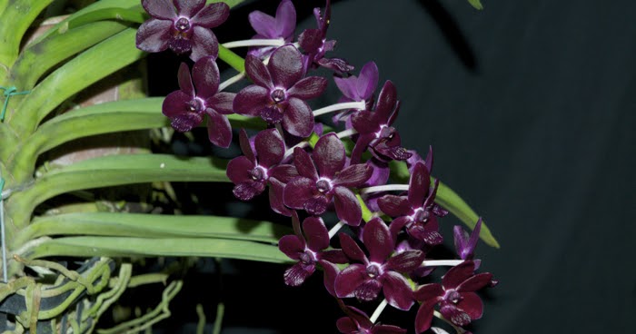 How to Grow Vandas at your Home? ~ My GARDENING