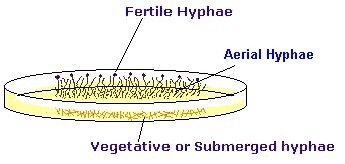 Lecture Notes in Medical Technology: Lecture #16: INTRODUCTION TO MYCOLOGY