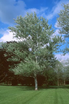 Peces y plantas ornamentales: Populus Alba - Álamo blanco
