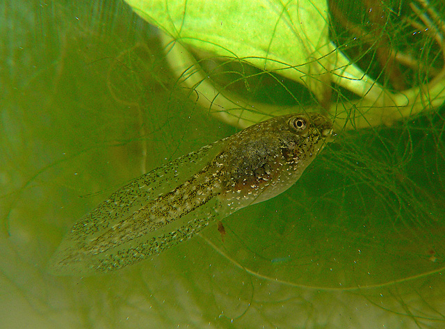Illora natural: RANA COMÚN (Pelophylax perezi)