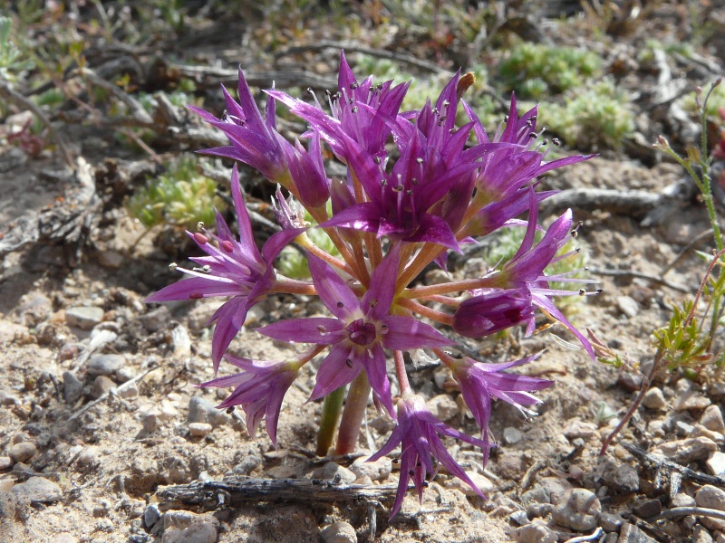 Ben and Joy: Great Basin Flowers part 5
