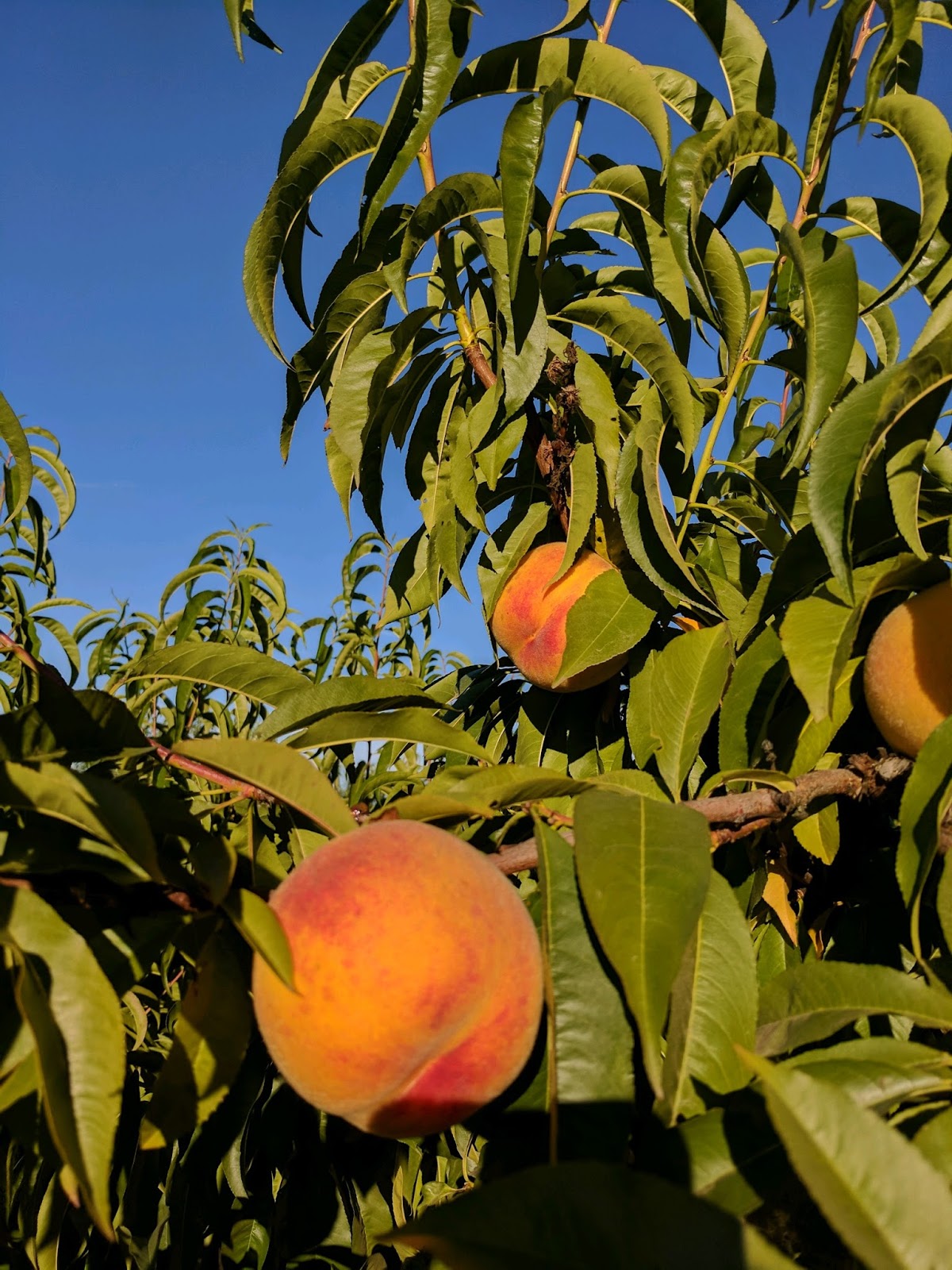 the farmer's wife: Veteran Peaches