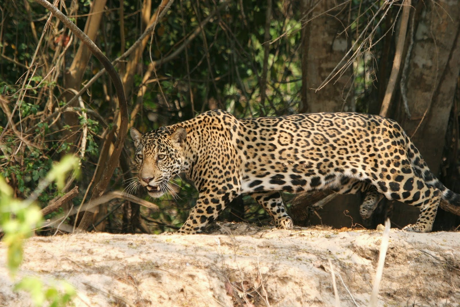 Brazil Ecoexplorer - Nature & Wildlife tours, Birding trips, Amazon ...