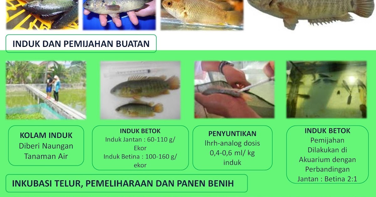 KOMUNITAS PENYULUH PERIKANAN: POSTER PENYULUHAN: TEKNOLOGI PEMBENIHAN ...