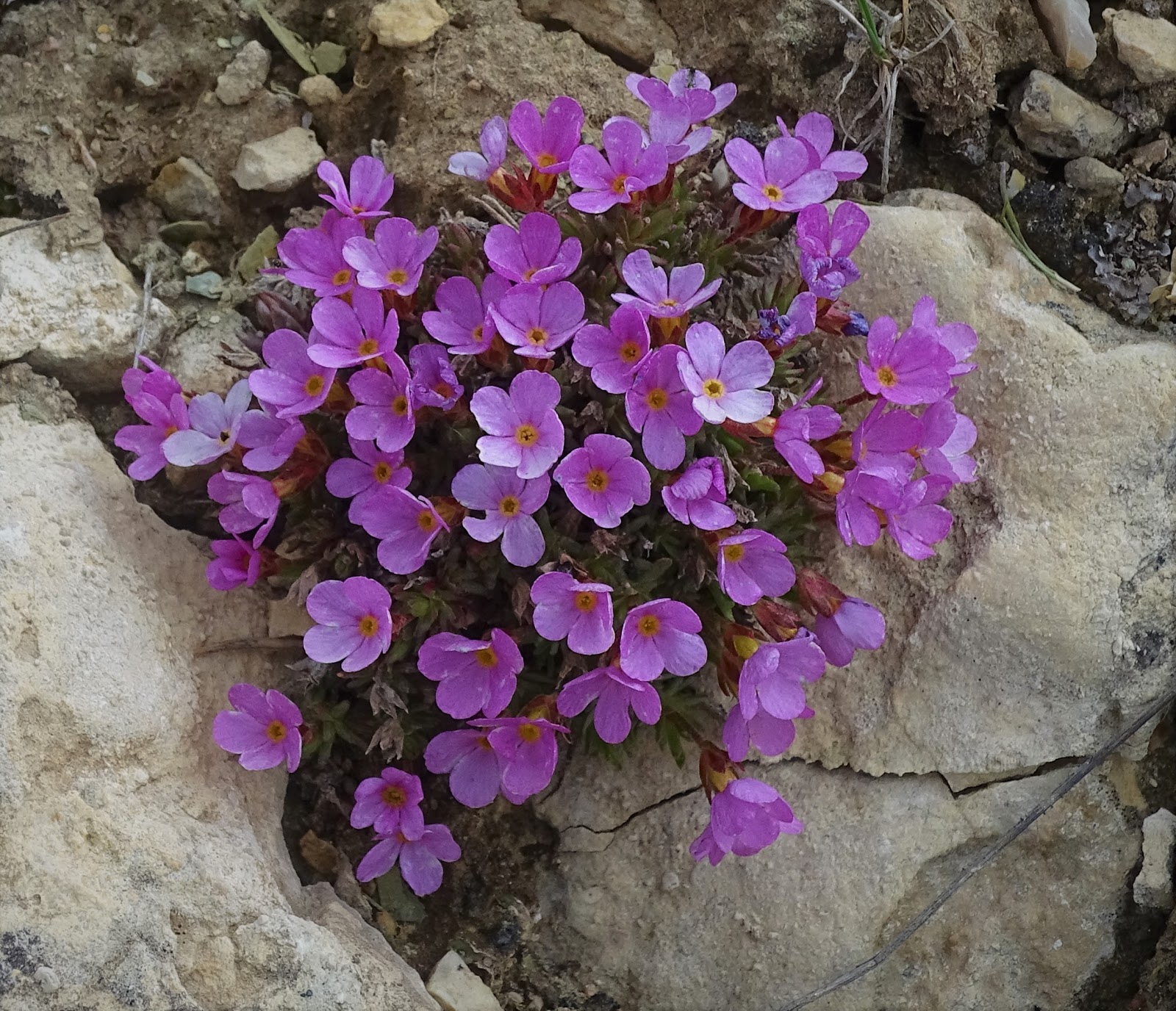 Prairiebreak: An album with a floral few gems from Northwestern Wyoming ...
