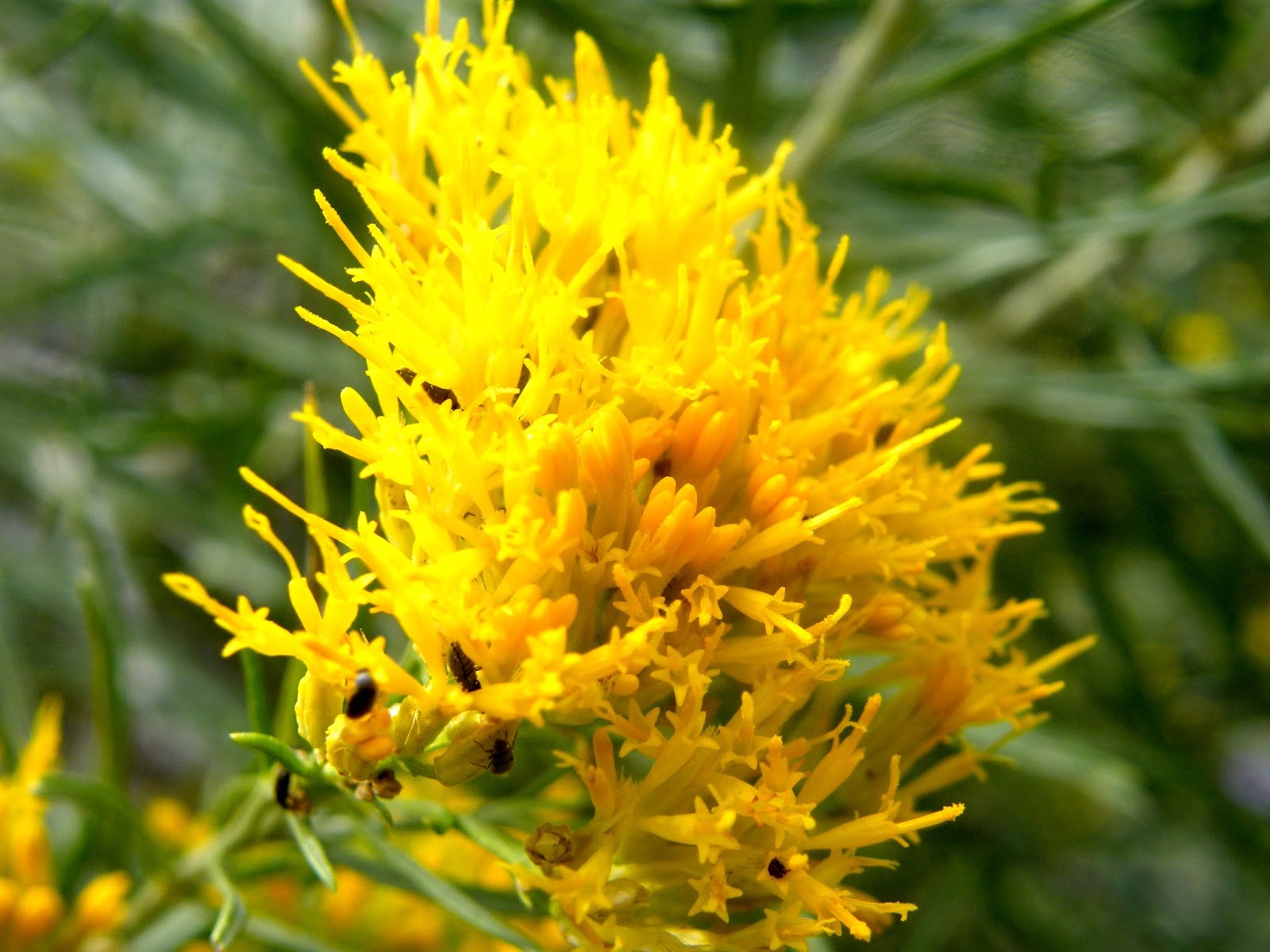 P O T A G E R: Tawny Tones of Brown and Yellow