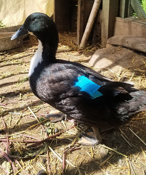 Preventing and Treating Angel Wing in Ducklings - Fresh Eggs Daily ...