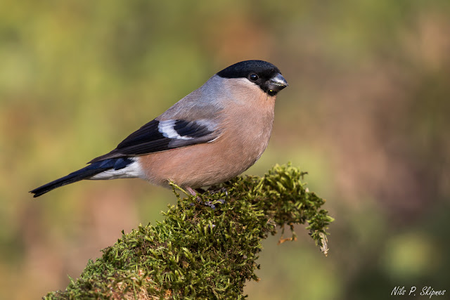 Skipnes Naturfotoblogg: Flere småfugler