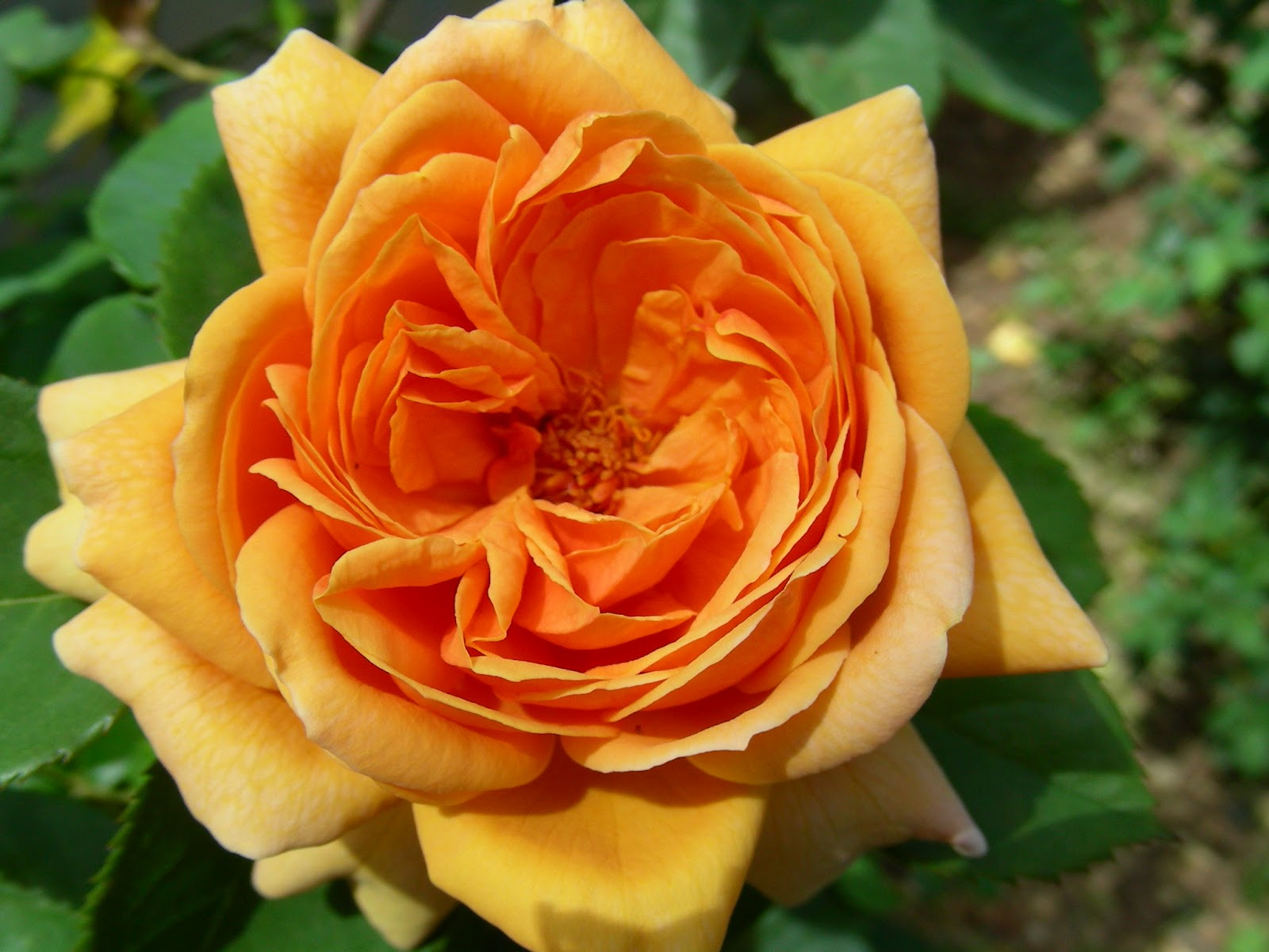 Rose Garden: David Austin Roses