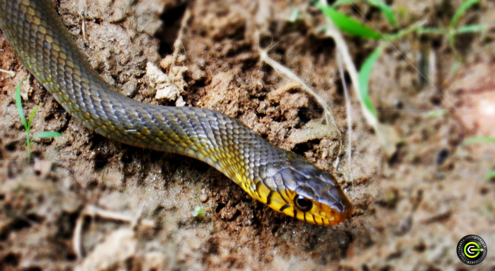 CharithMania: Sri Lankan Rat Snakes - ගැරඬ්යා