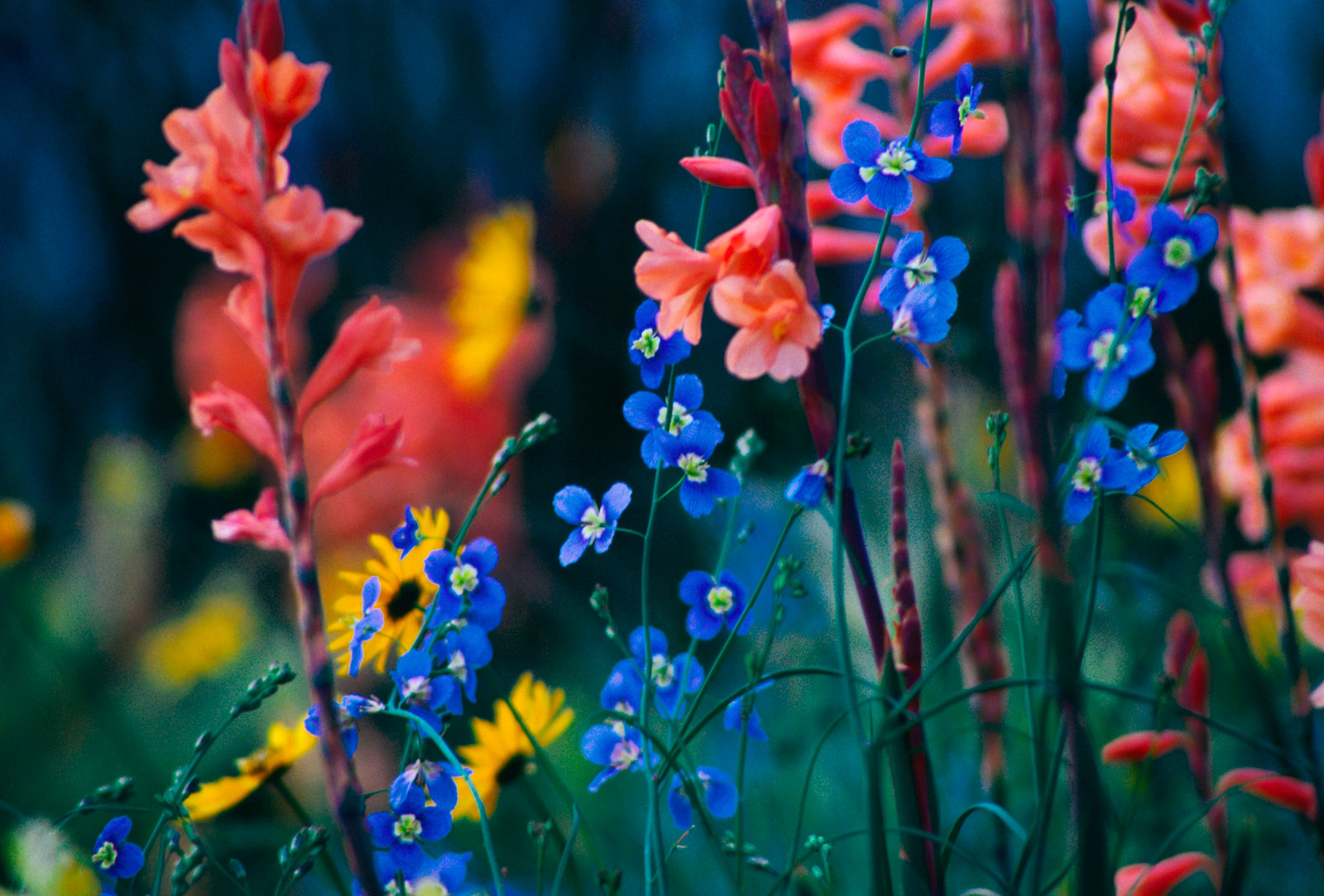 resimler - DrBeckmann