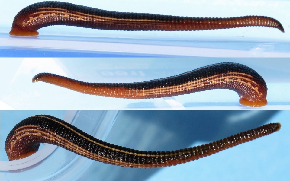 Old writer on the block: Adventures in the leech trade