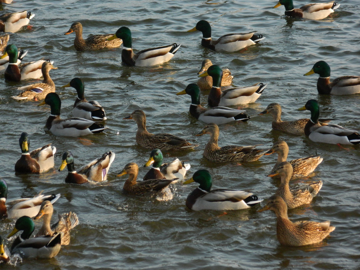 LA MULTI ANI, ROMANIA!: Rate