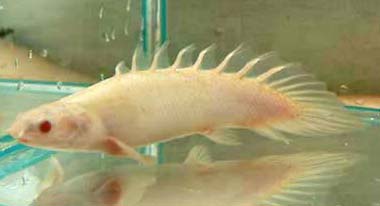 Aquatic Fish: Ikan Palmas