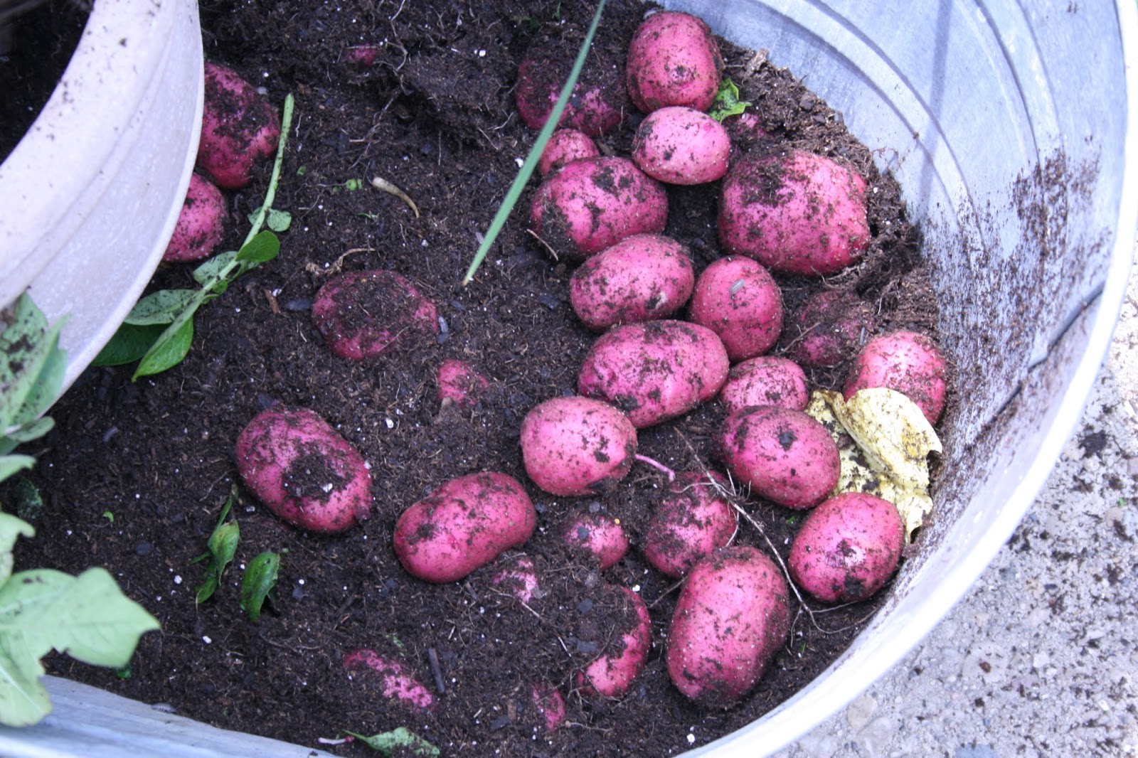 Priscillas: Potatoes in a Pot