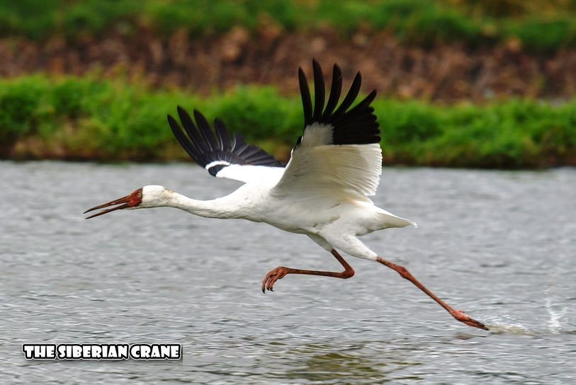 The Siberian crane. | TechGape