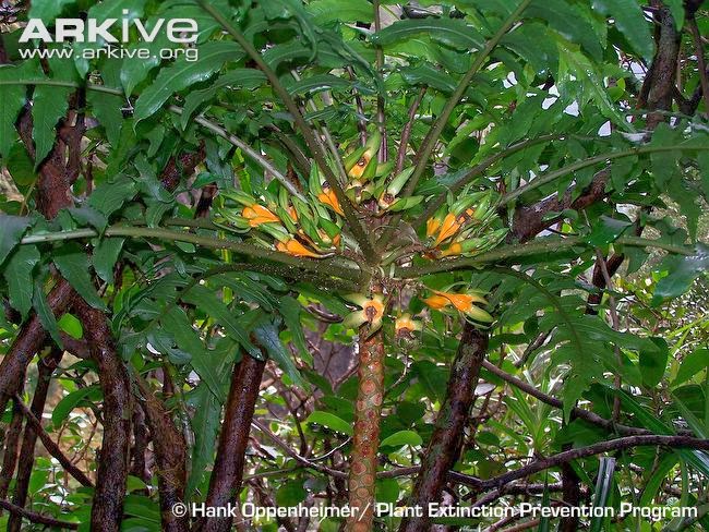 arbustosensevilla-encinarosa: Holoquea / Cyanea horrida / Cyanea magnicalix