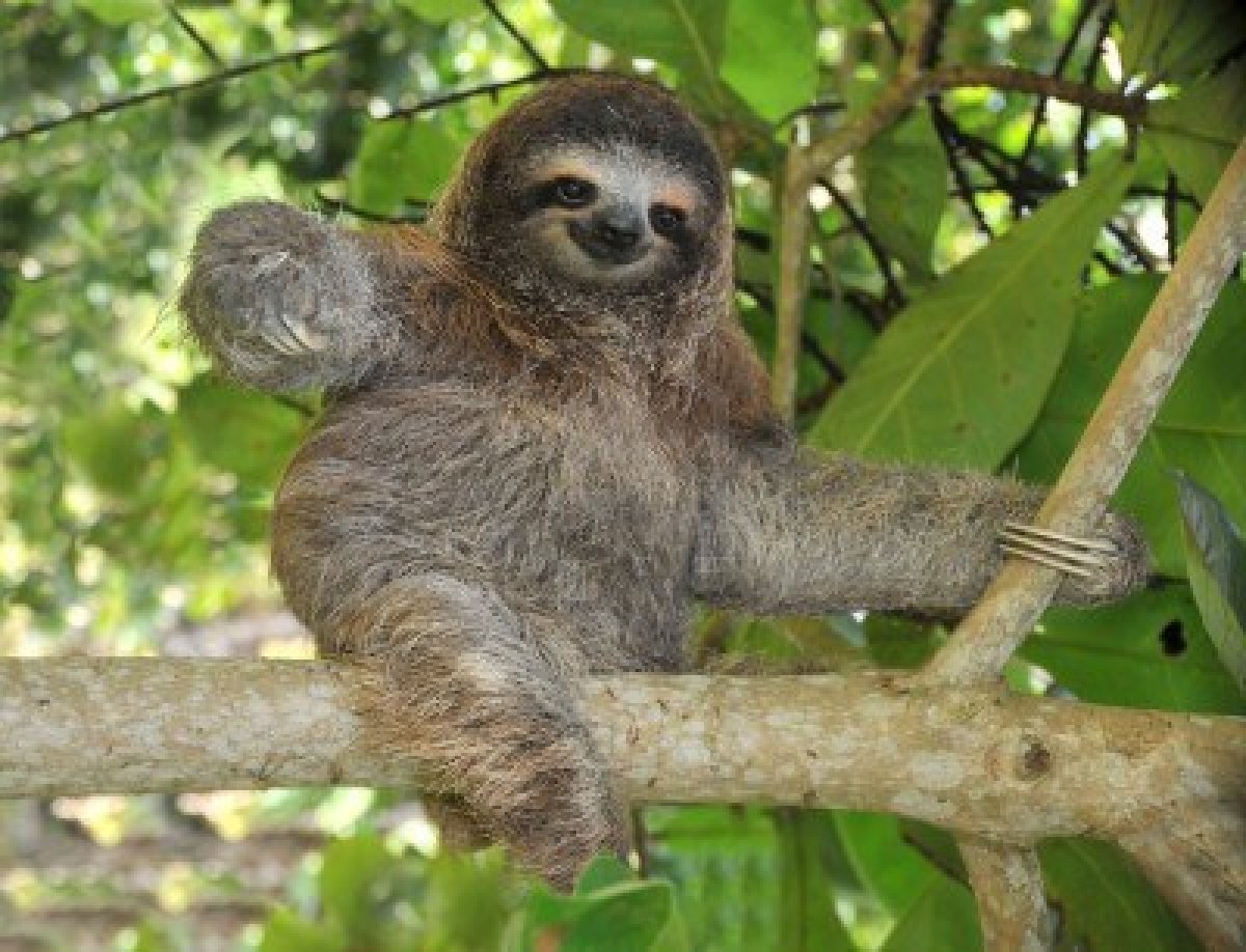 Binatang paling pelik di dunia. World most weird animal "sloth" . www ...