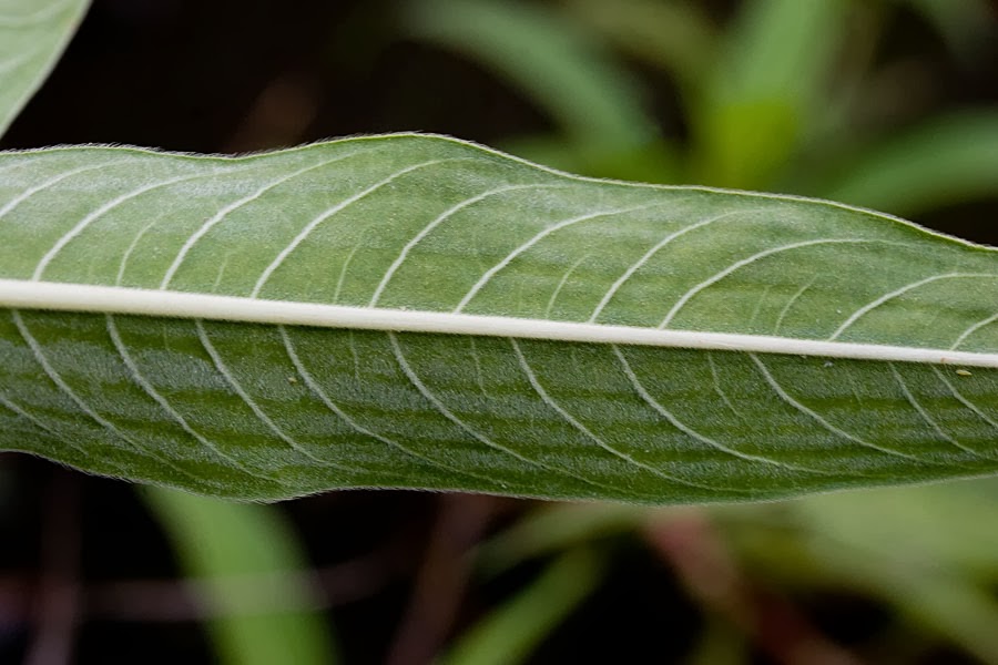 biojojo: Polygonum barbatum L. (Mengkrengan)