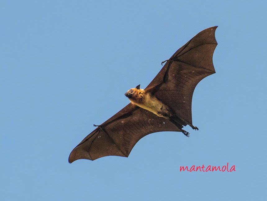manta blog: Flying Fox Temple at Sara Buli, Thailand