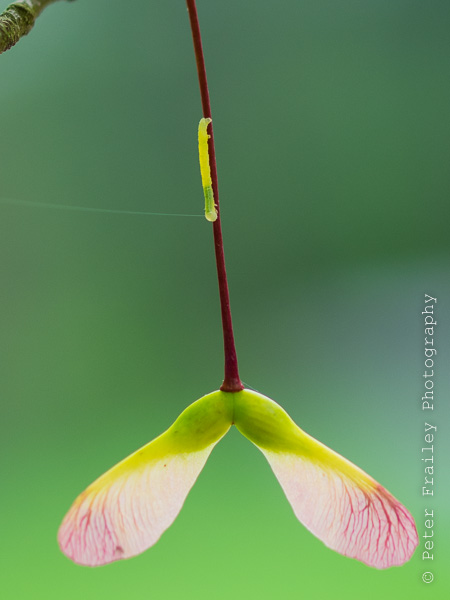 Peter Frailey Photography :: Blog: Maple whirlybird portfolio