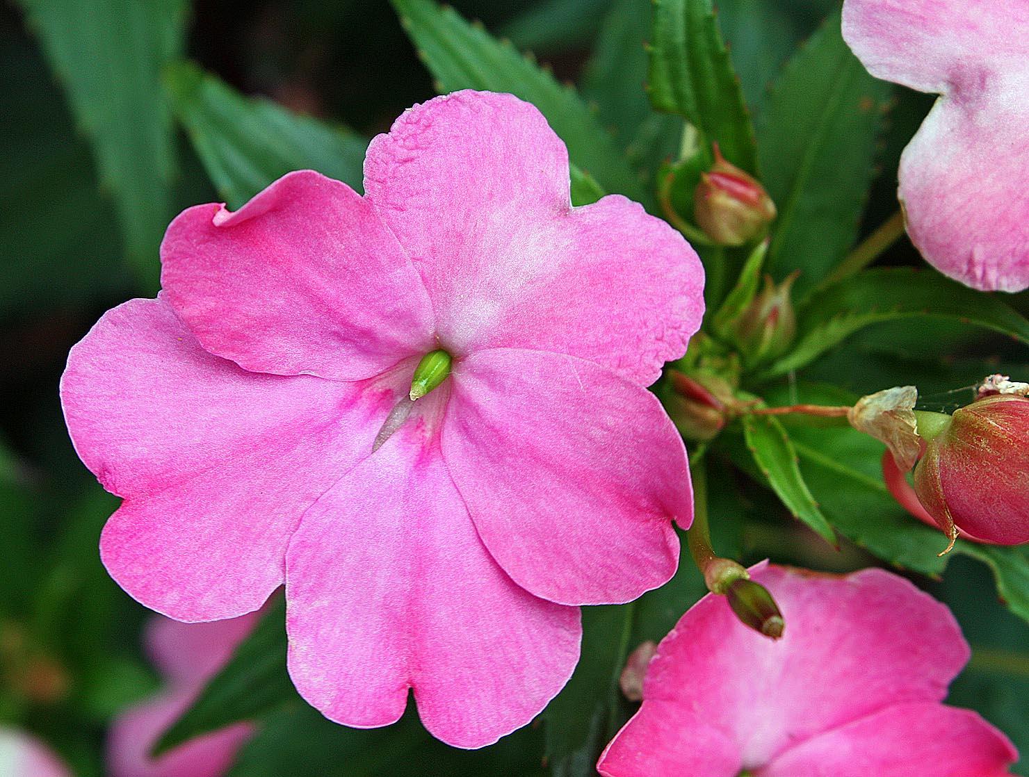 Southern Lagniappe: Hidden Jewels