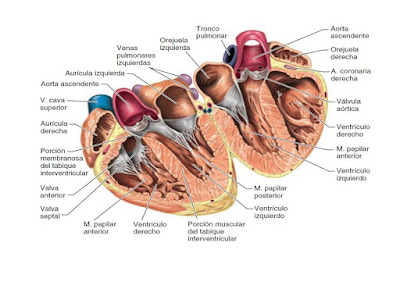 SISTEMA CARDIOVASCULAR