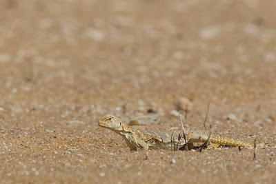 Kuwait Birding: More of the same, almost!