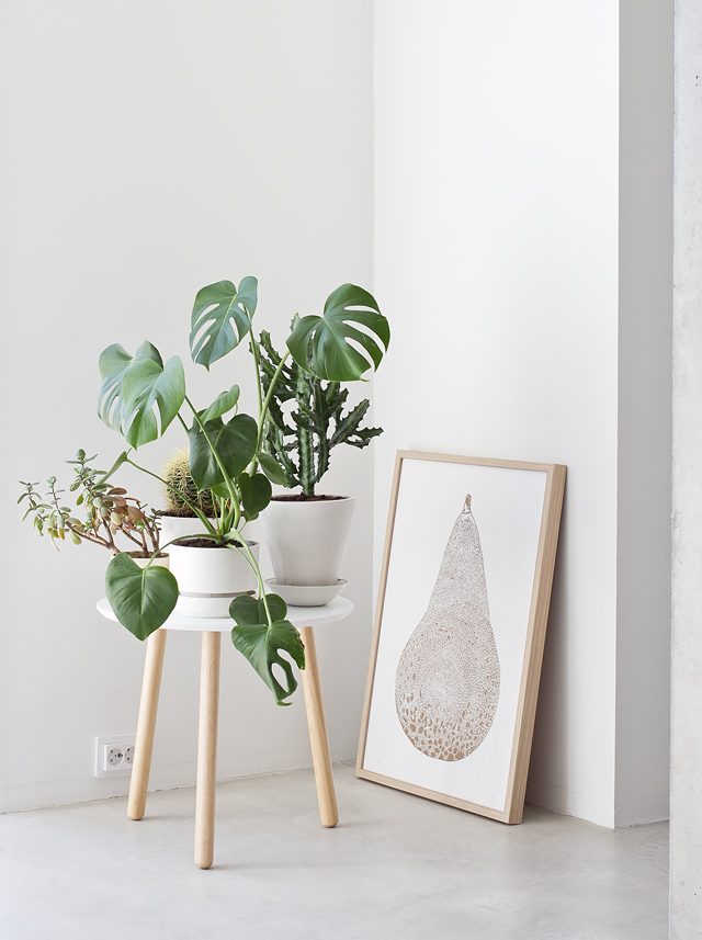 Inspiration: Plants on a Table
