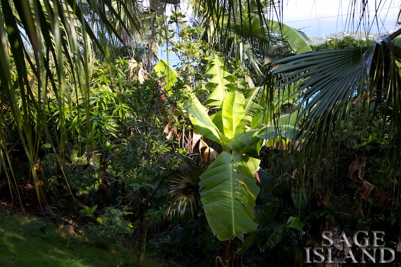 Sage Island: Caribbean Fruit