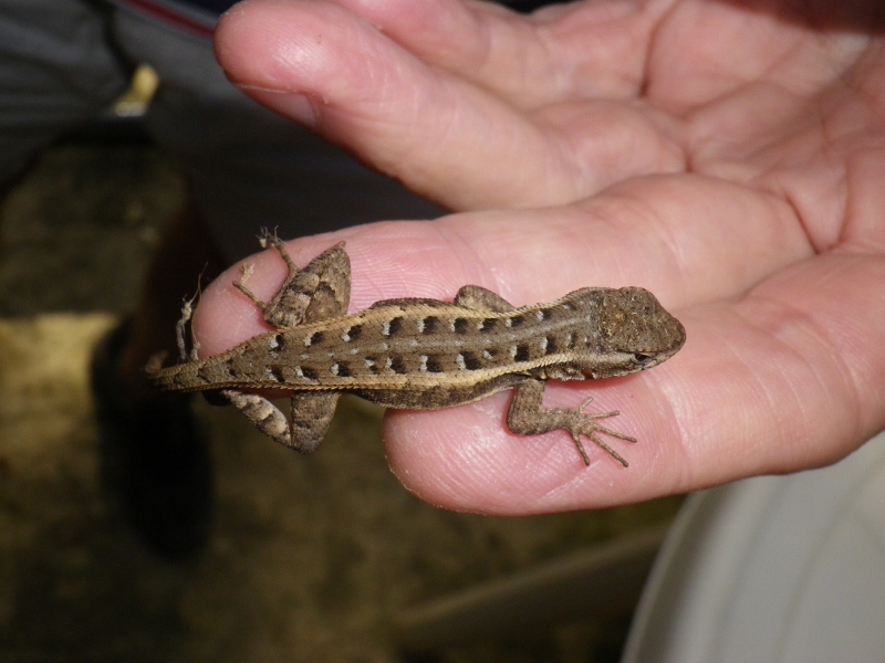Laguna de Apoyo, Nicaragua: Rosebelly Lizard