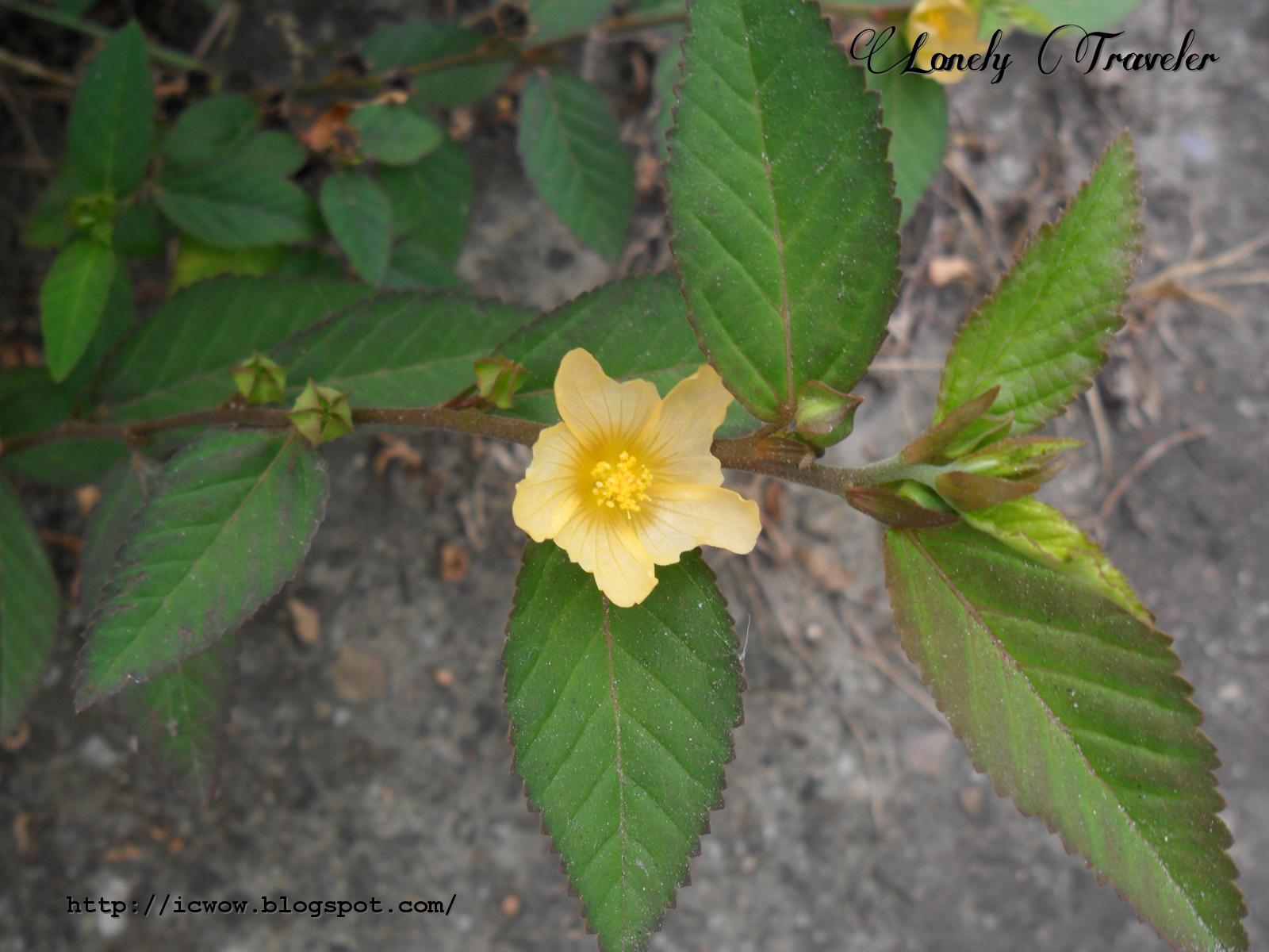 Arrowleaf sida - Sida rhombifolia