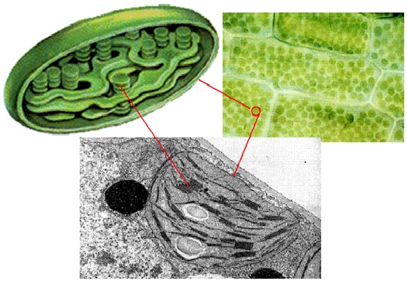 Biologia celular: construindo conhecimentos: CLOROPLASTOS