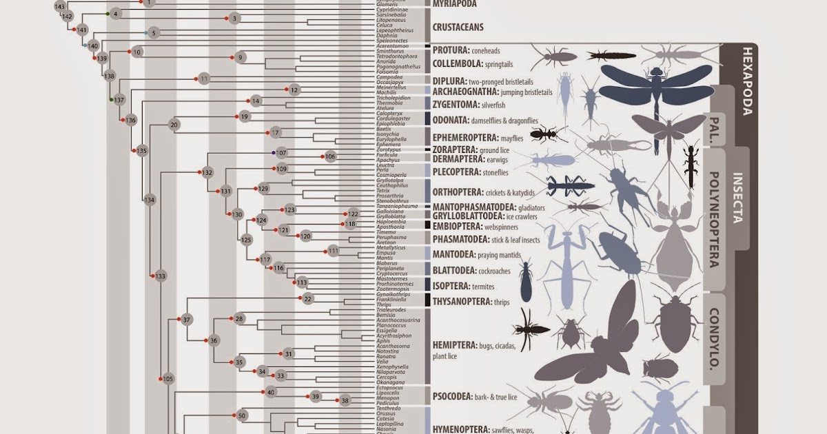 W.A.S. World Archives of Sciences: Phylogenomics resolves the timing ...