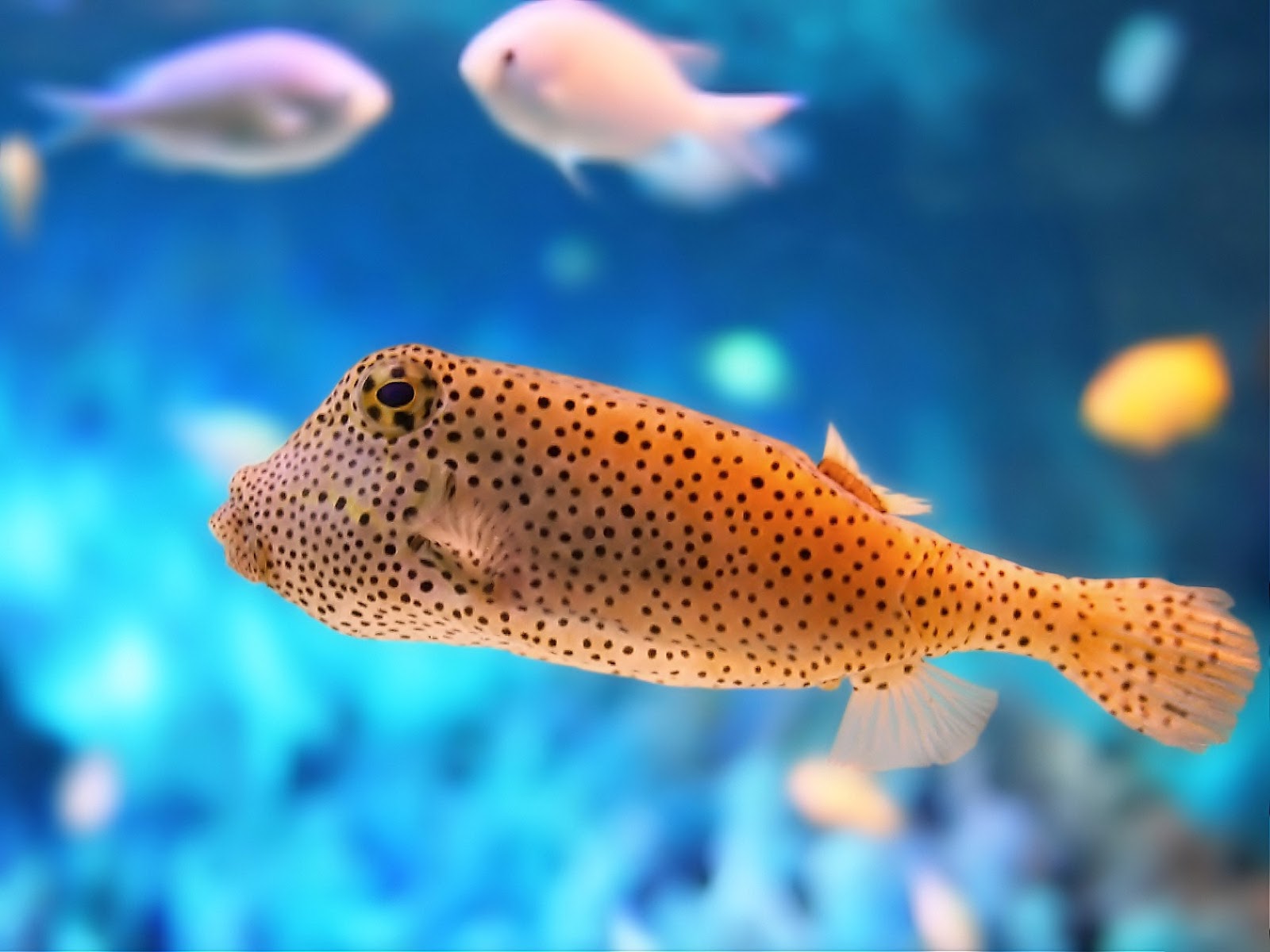 Fish HD Wallpapers - Amaxing