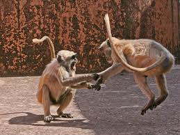 HILL BLOCKS VIEW: Flip's Famous Fighting Style.