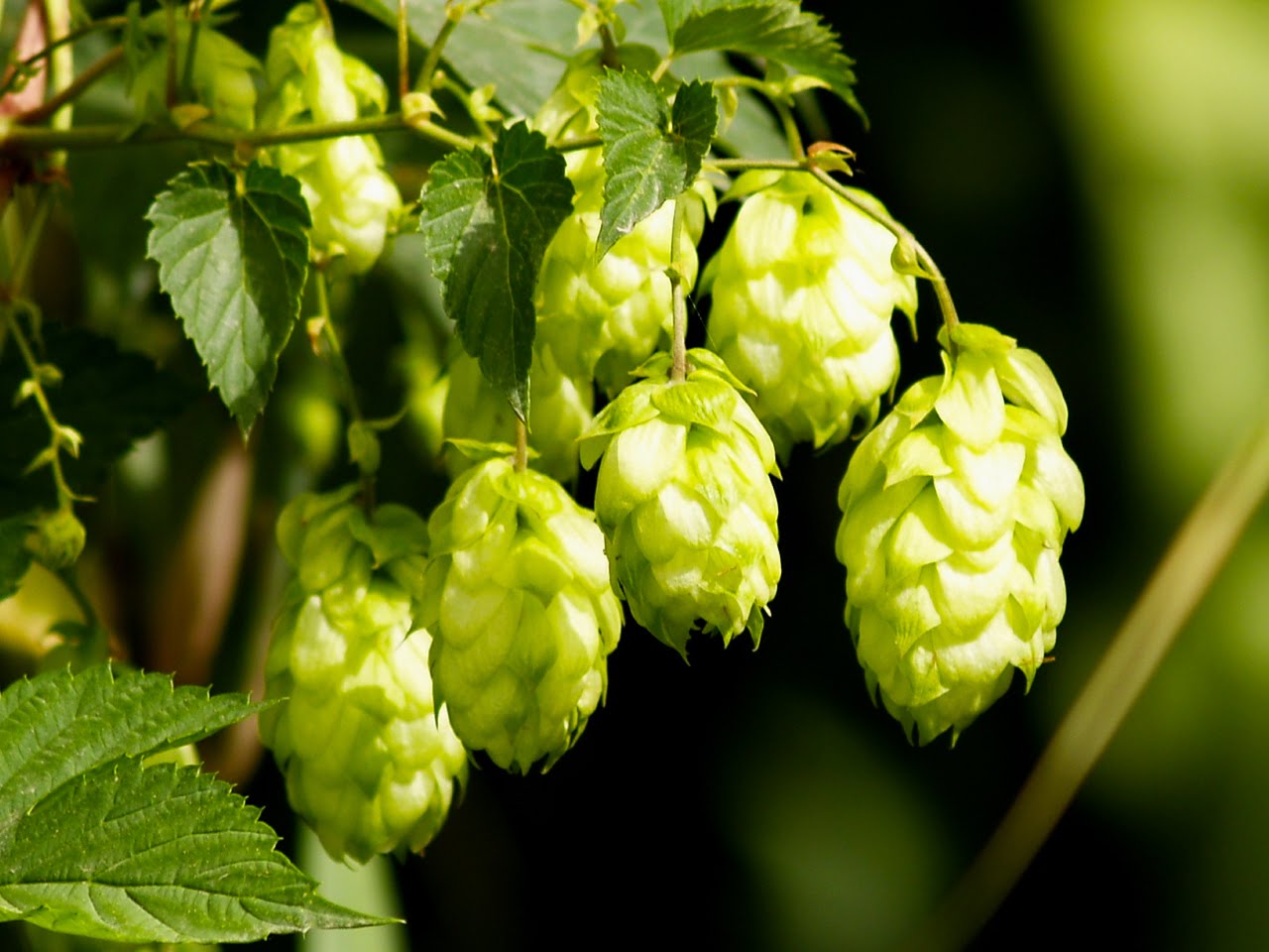 Temperate Climate Permaculture: Permaculture Plants: Hops