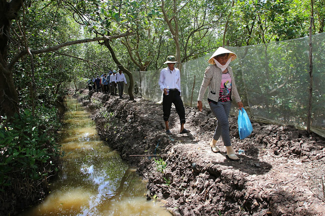 Soc Trang team: Mangrove snail and blood cockle farming visit