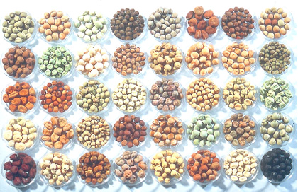 Alimentation Environnement Santé: Graines et mondialisation